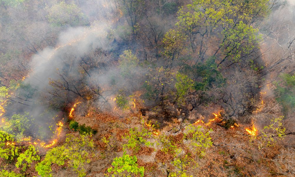 After the Wildfire: Post-Fire Cleanup and Restoration